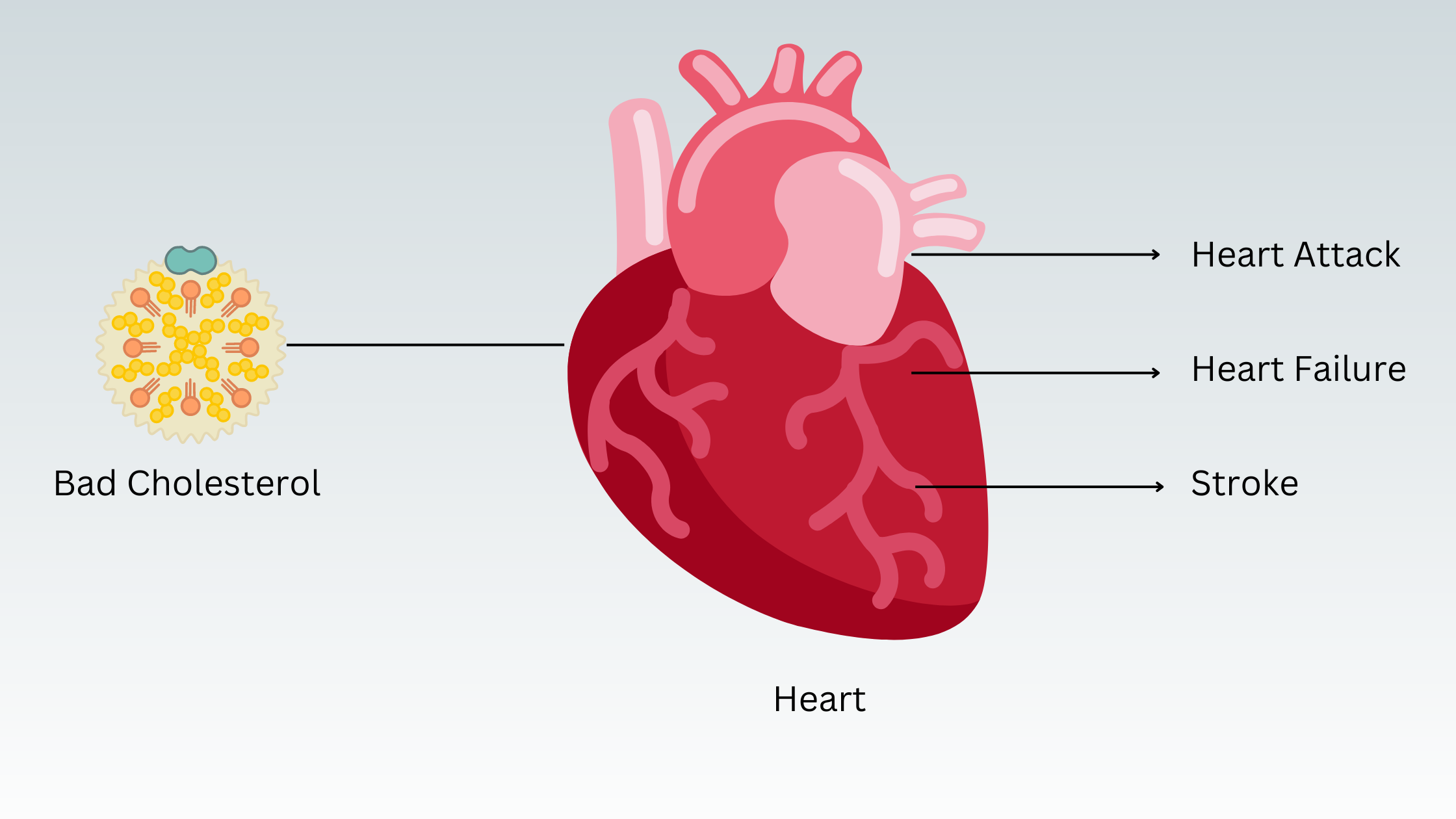 What is the Relation Between Cholesterol and Heart Health? – Naturachol